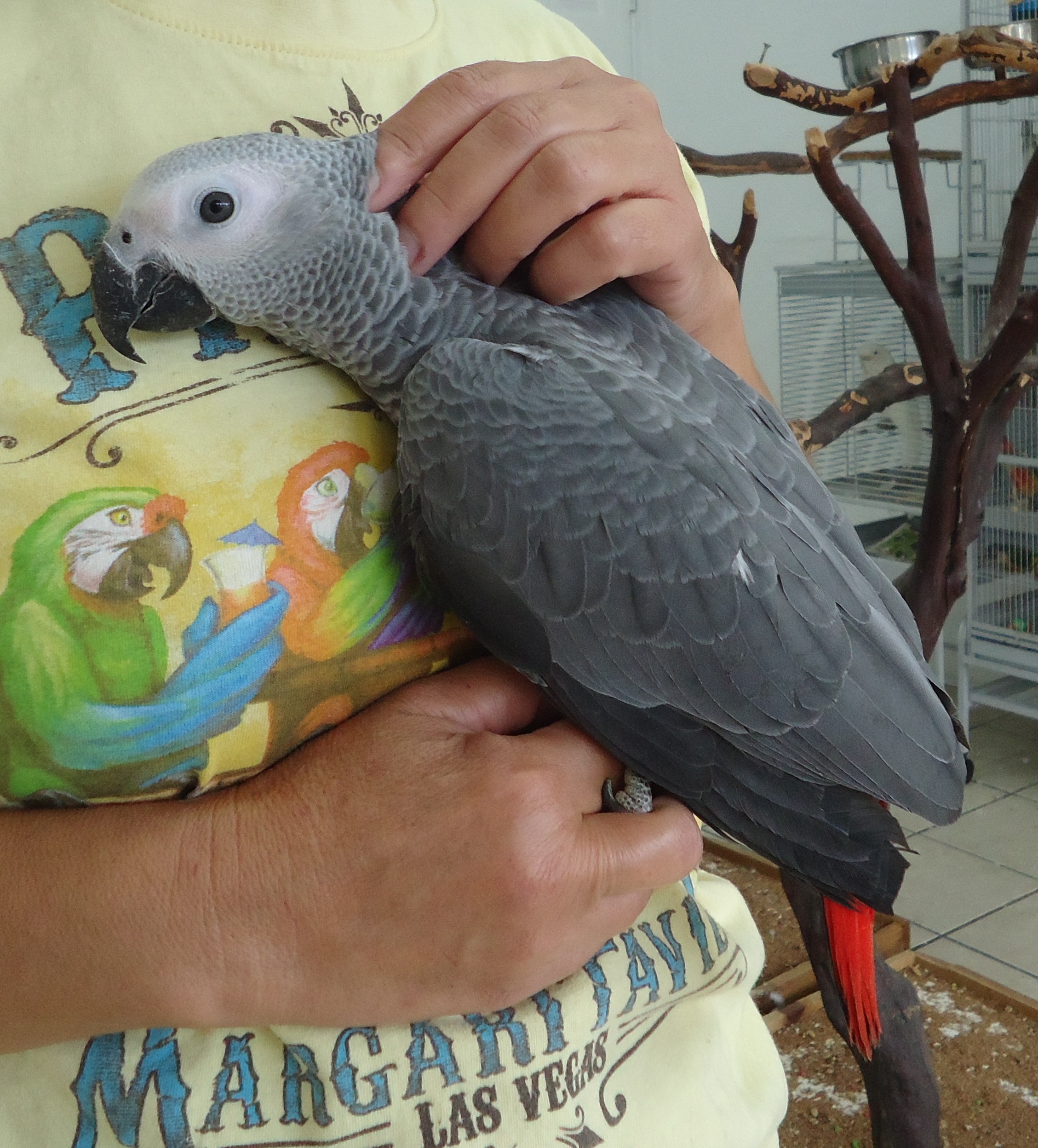 african grey baby - Tropic Island Bird and Supply